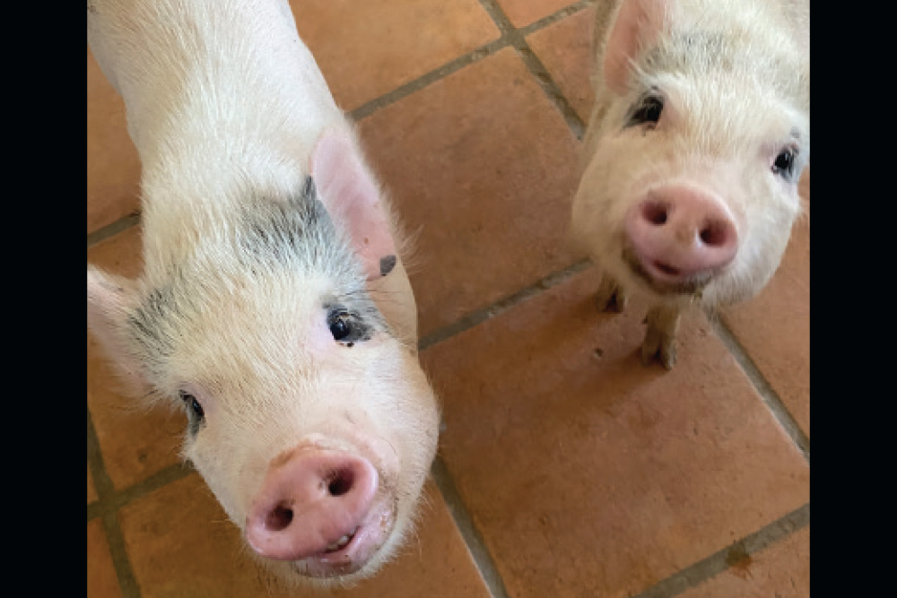 Around the Pen: Nonprofit sanctuary recruiting volunteers to help pigs ...