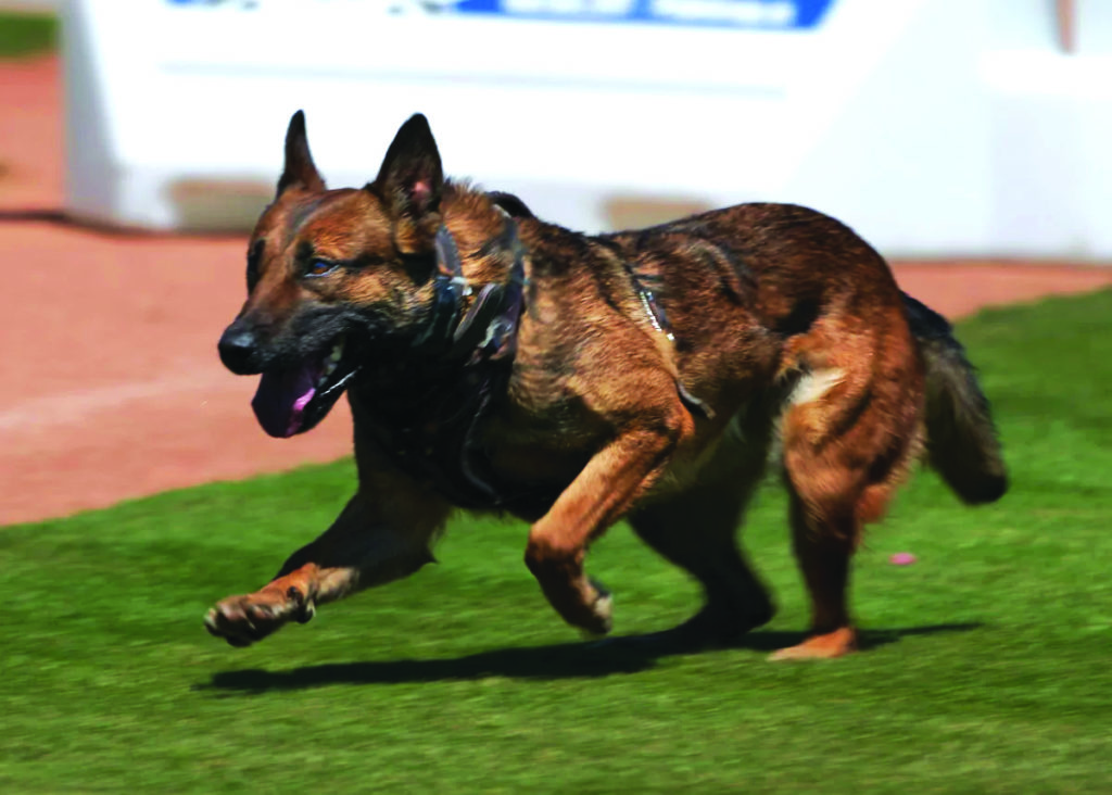 Educating the Public: K9 officers show off skills at WestWorld - North ...